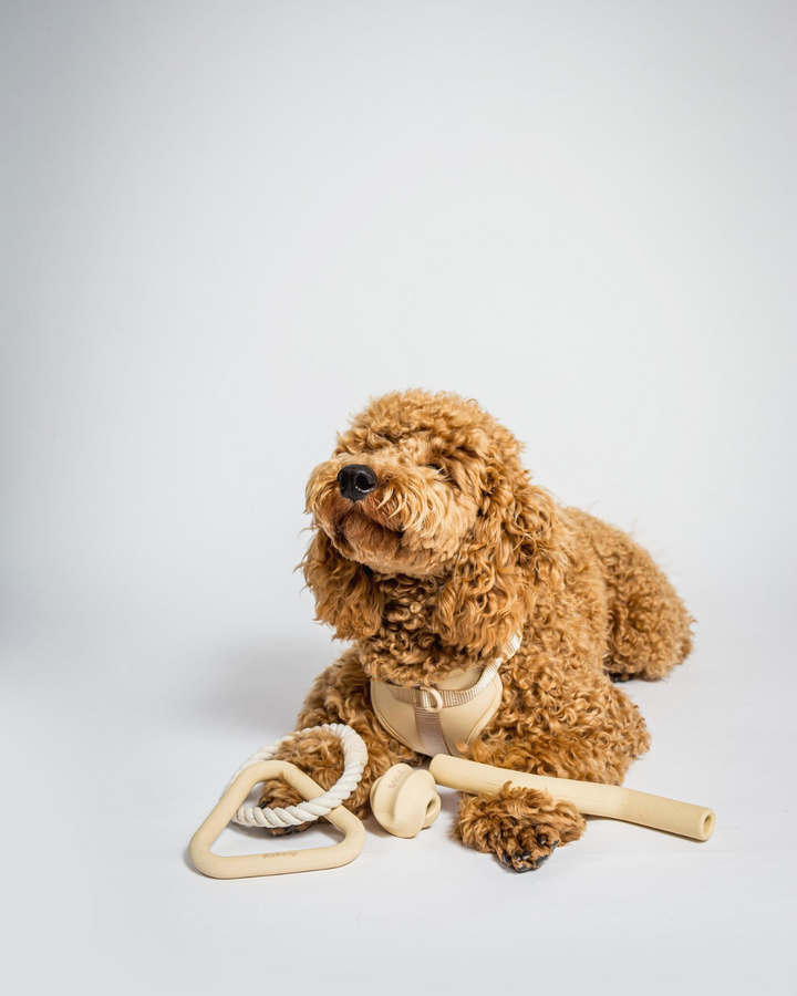 Welldog. ästhetisches und funktionales Hundezubehör